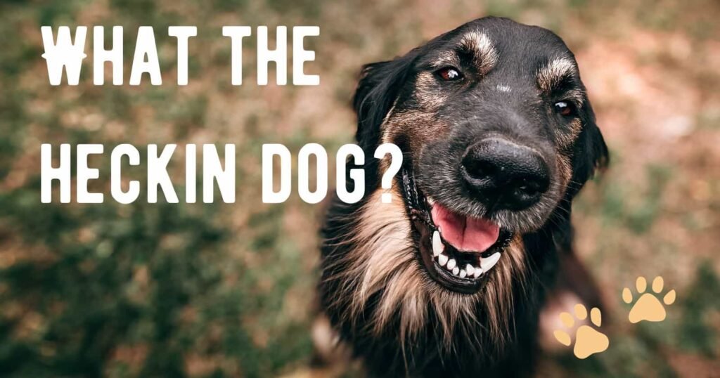 What the Heckin Dog: What You Need to Know - My Web Content